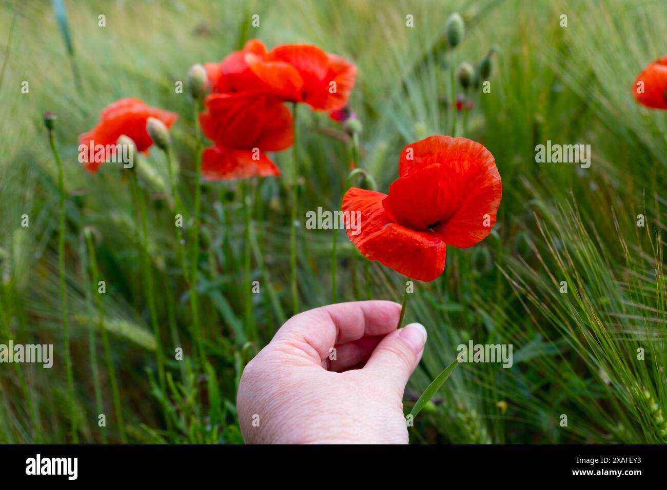 female hand touches inflorescences red poppies wildflower in rye field ...