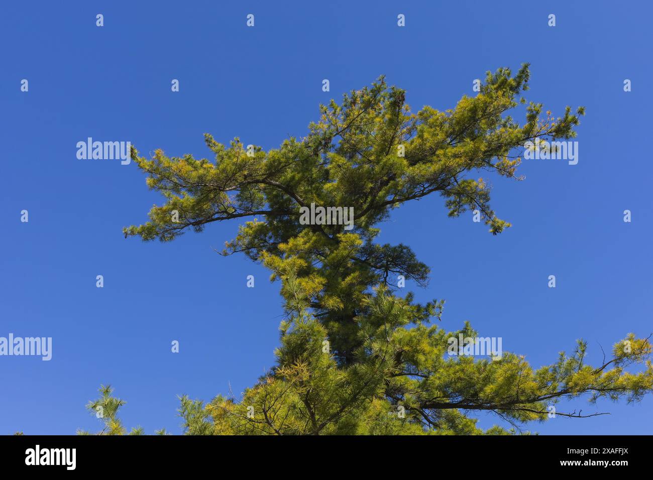 photo of an evergreen conifer tree with a blue sky above Stock Photo ...