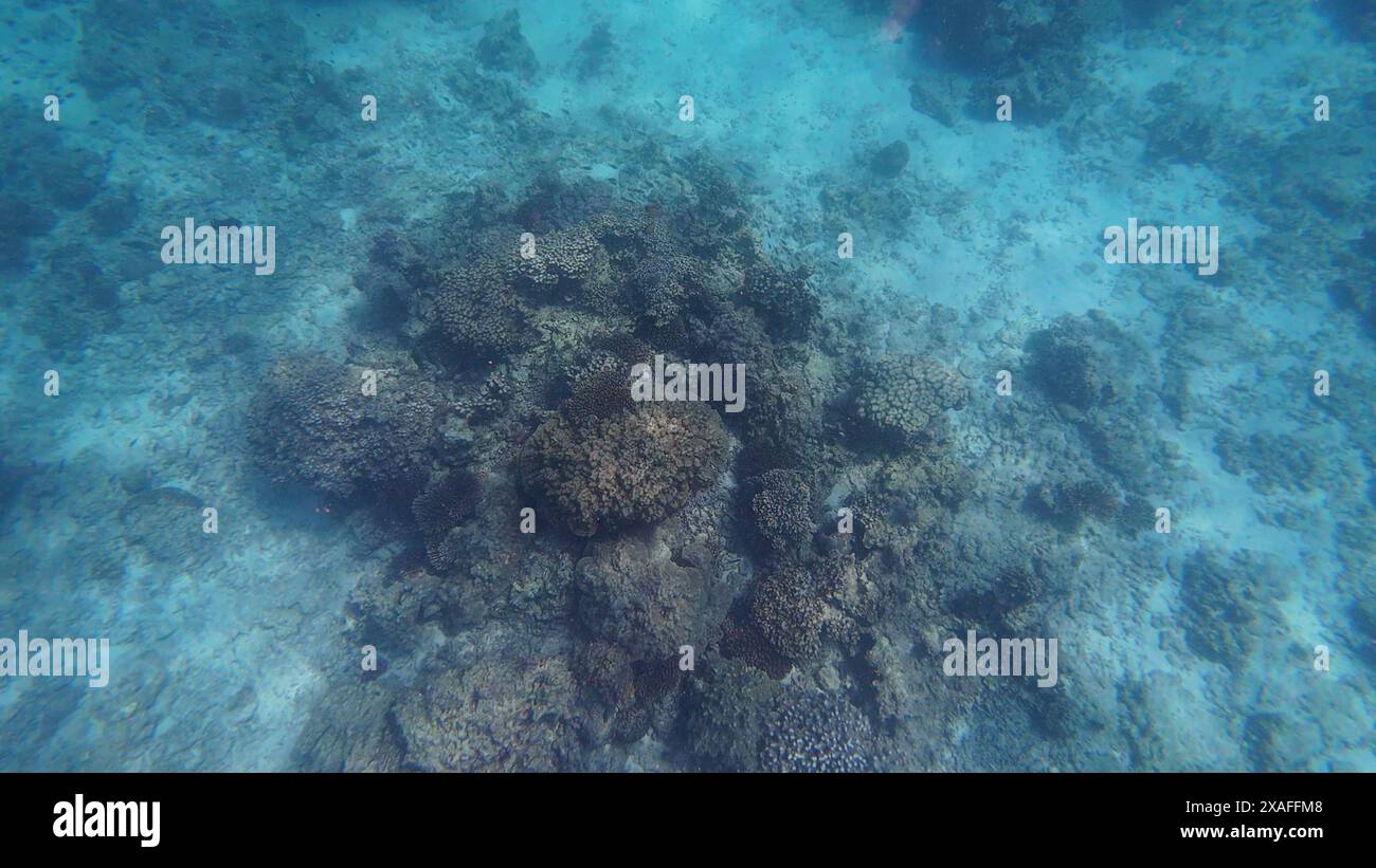 Photography of fish and corals in Oman near Muscat during spring sunny ...