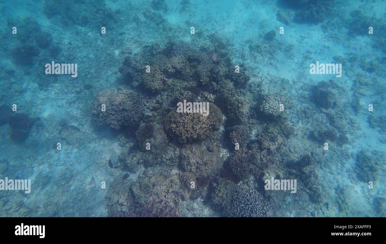 Photography of fish and corals in Oman near Muscat during spring sunny ...
