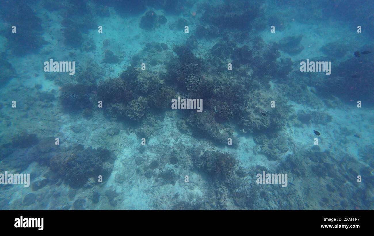 Photography of fish and corals in Oman near Muscat during spring sunny ...