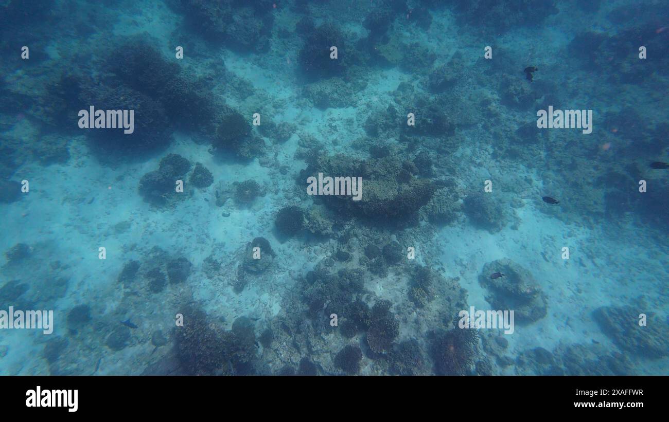 Photography of fish and corals in Oman near Muscat during spring sunny ...