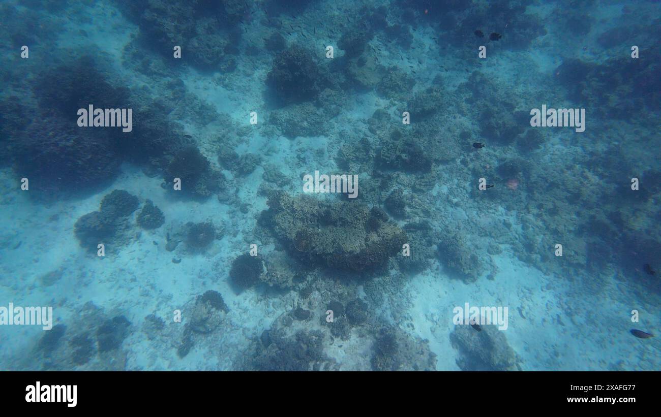 Photography of fish and corals in Oman near Muscat during spring sunny ...