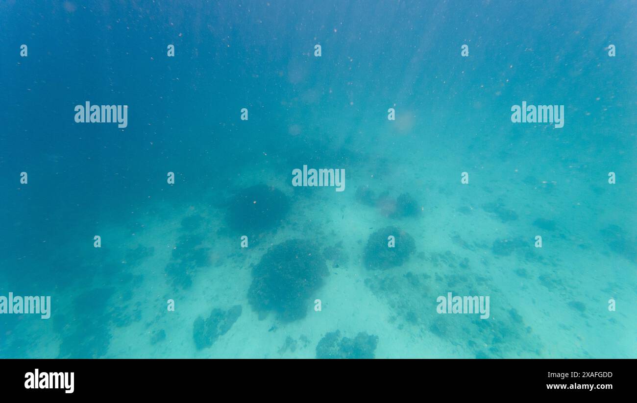 Photography of fish and corals in Oman near Muscat during spring sunny ...