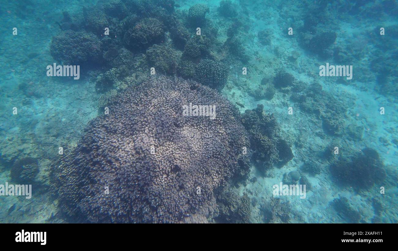 Photography of fish and corals in Oman near Muscat during spring sunny ...