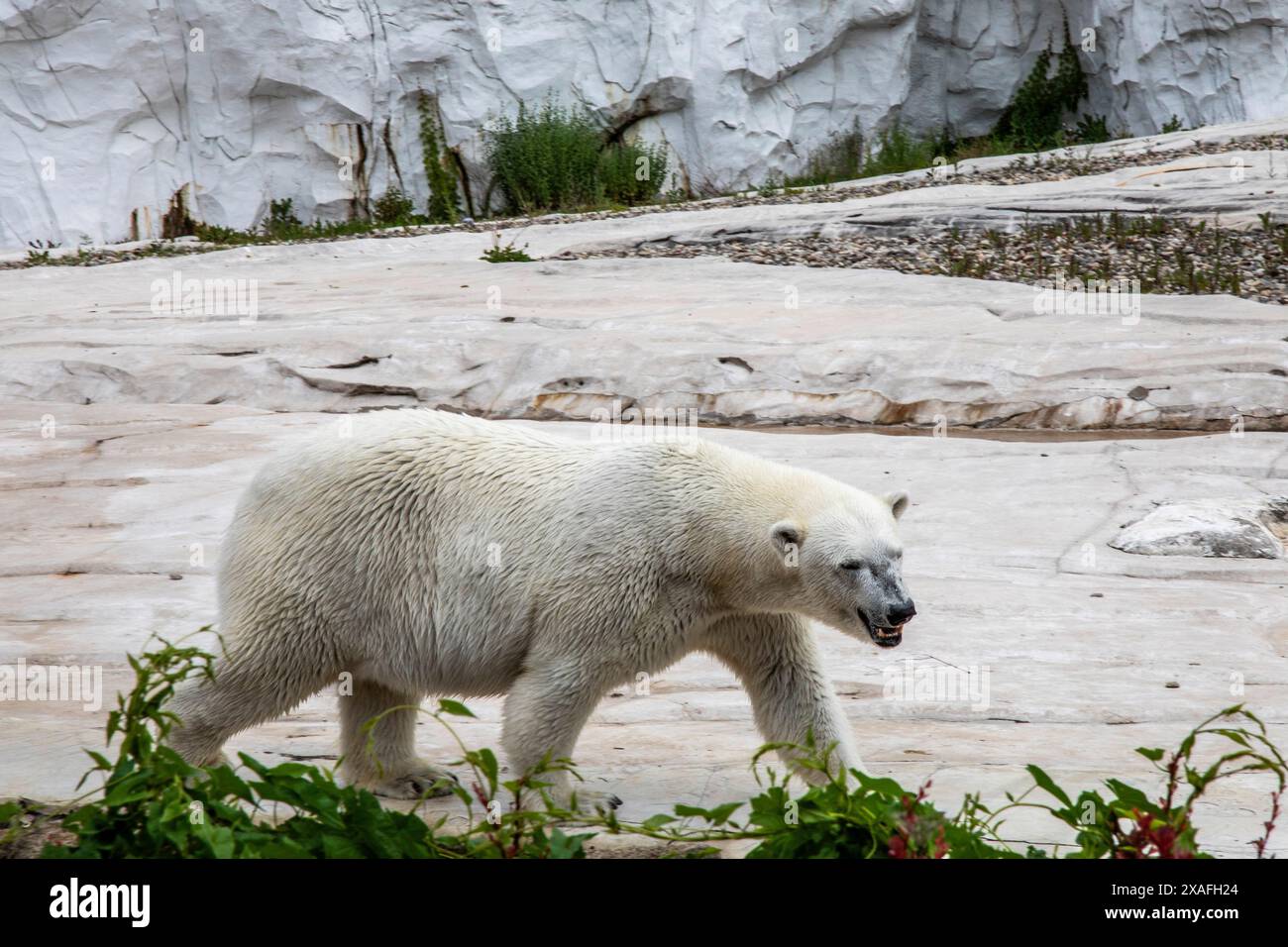 Detroit, Michigan - A polar bear (Ursus maritimus) in the Arctic Ring ...