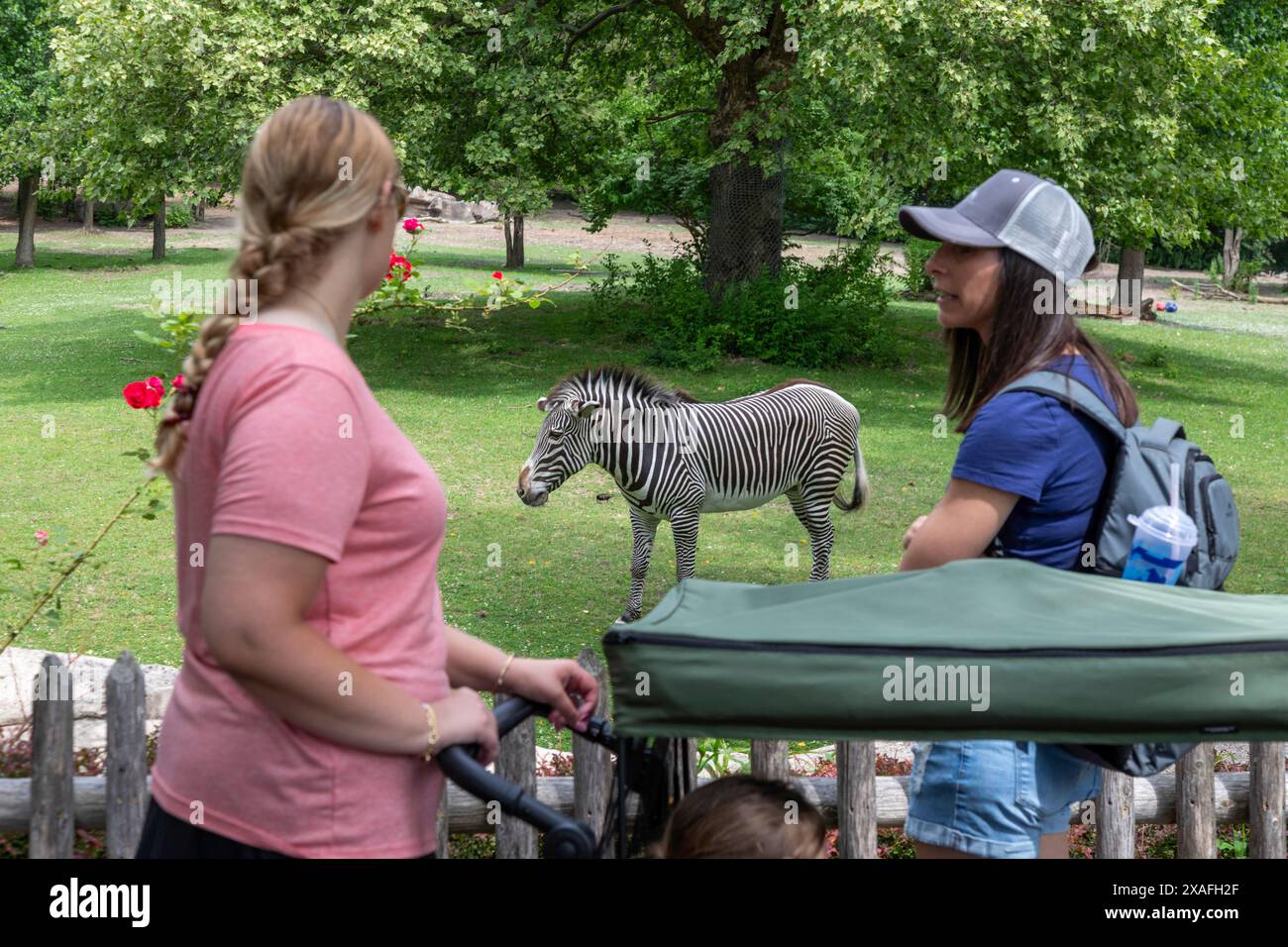 Detroit, Michigan - A Grevy's Zebra (Equus grevyi) at the Detroit Zoo ...