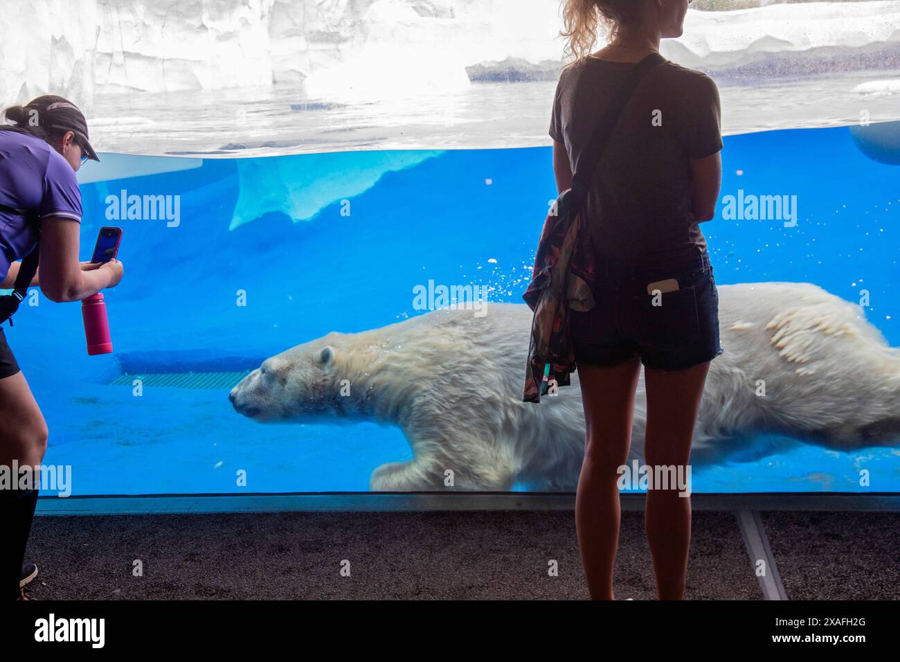 Detroit, Michigan - Visitors watch and photograph a polar bear (Ursus ...