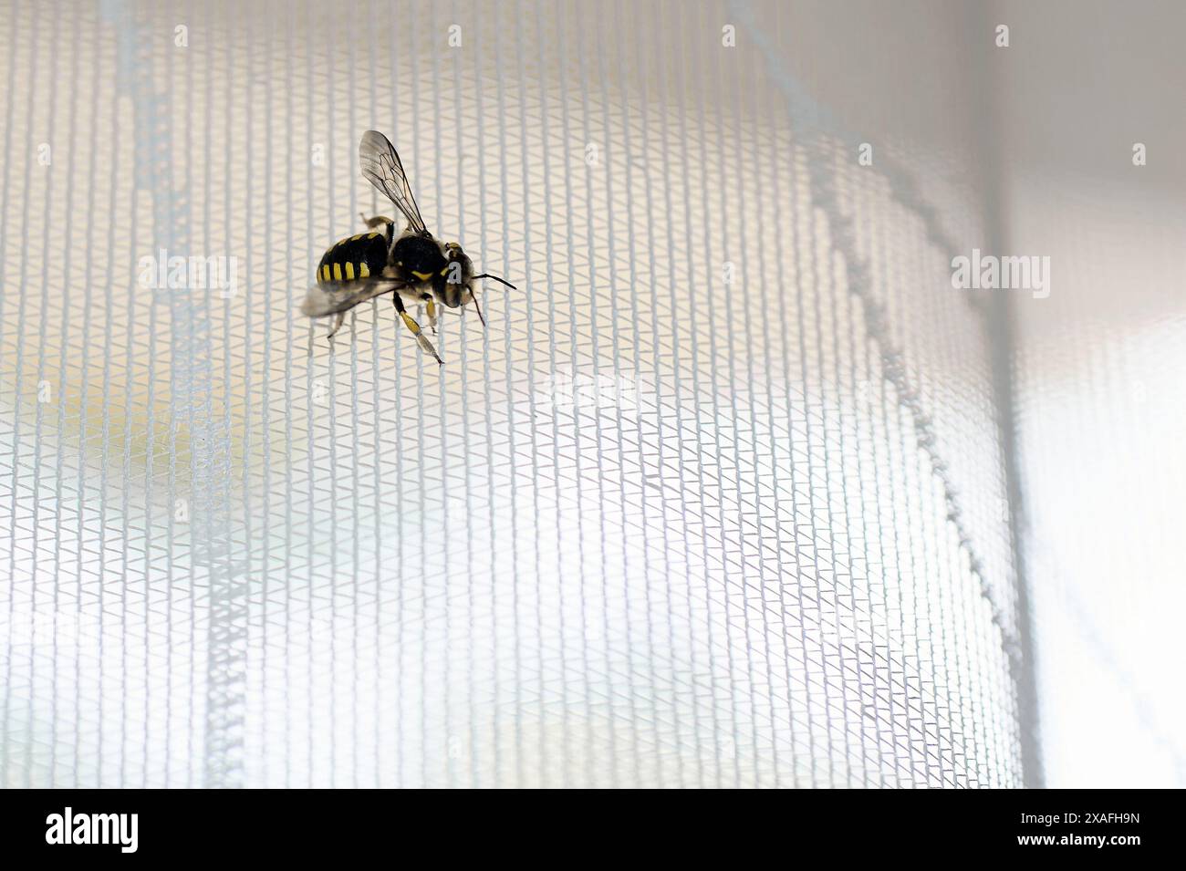 Image of a bee at rest on a mesh surface, showing an interesting ...