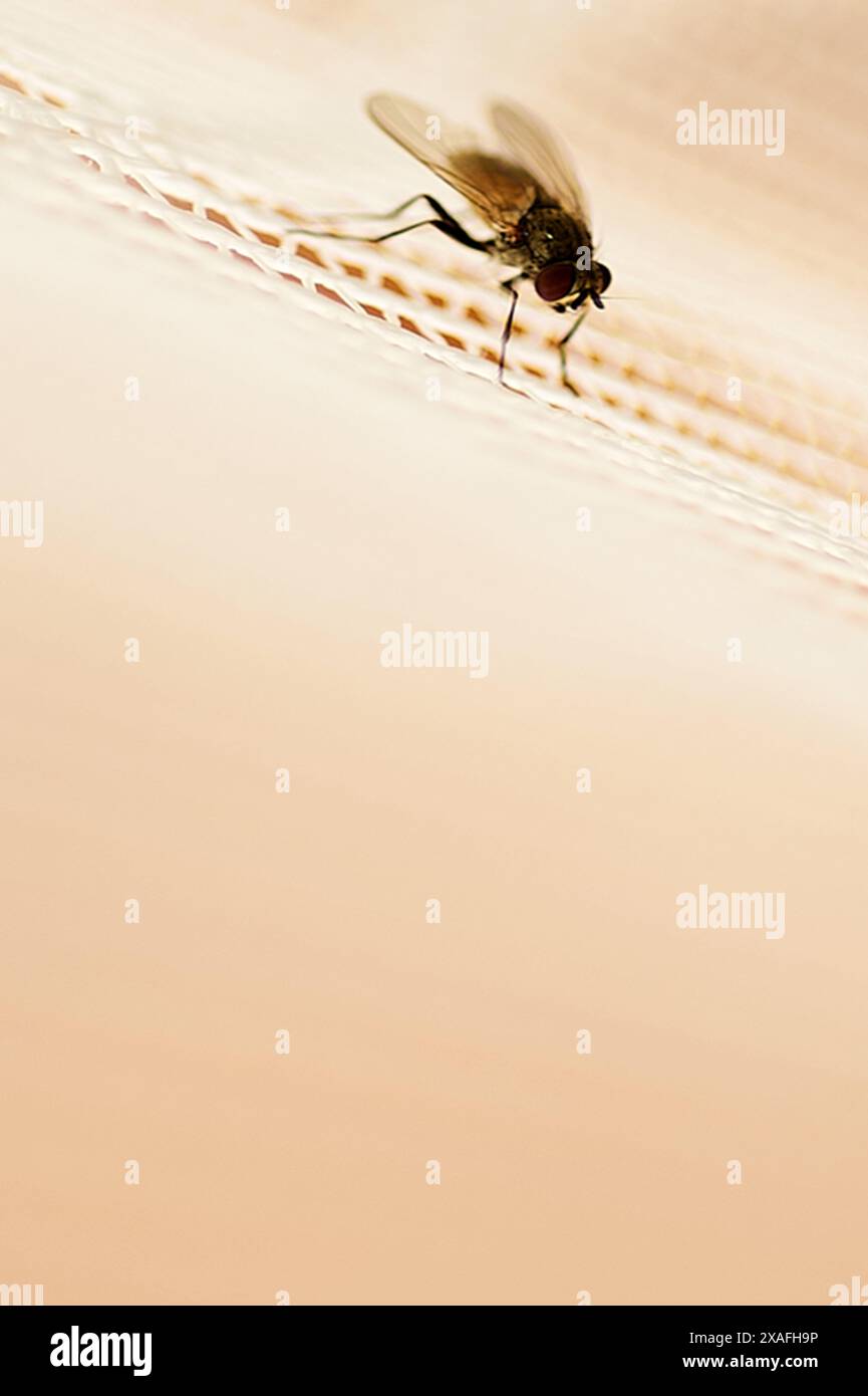 High resolution image of a fly at rest on a mesh surface, perfect for ...