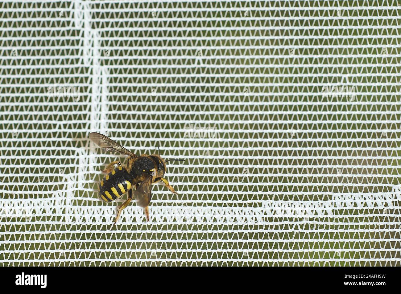 Image of a bee at rest on a mesh surface, capturing the interaction ...