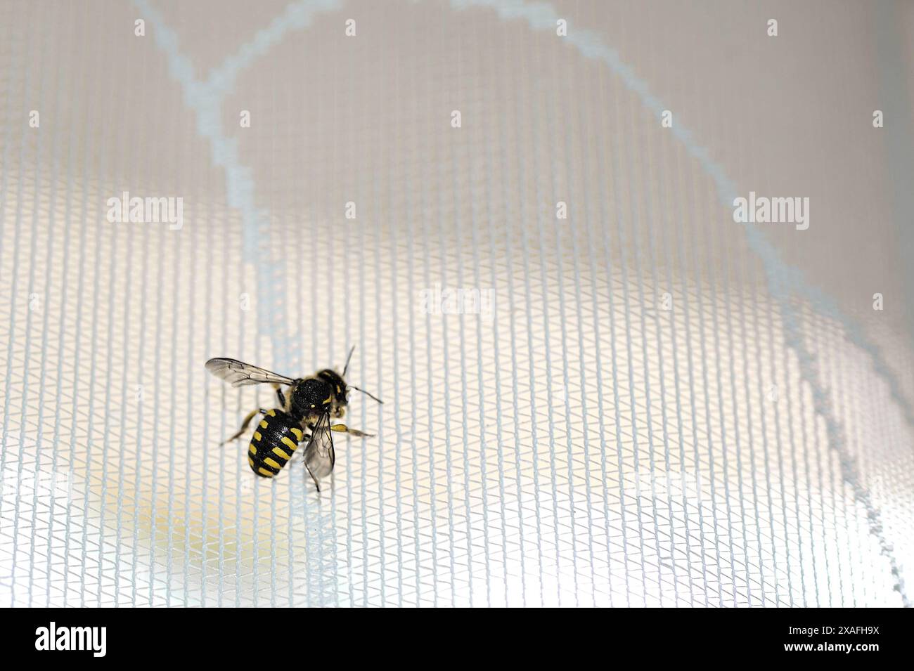 Image of a bee at rest on a mesh surface, showing an interesting ...