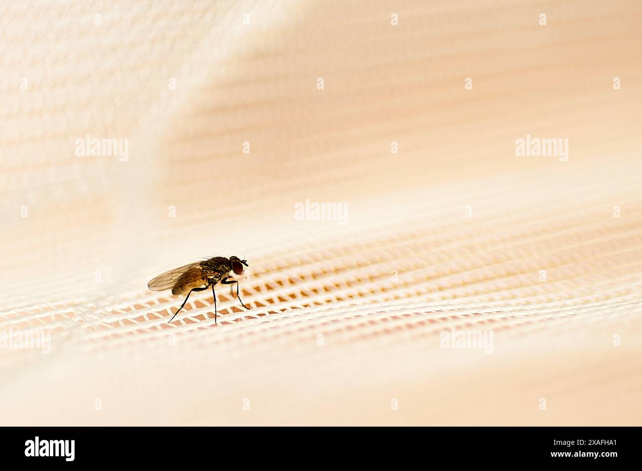 Photograph of a fly, highlighting the texture on a white mesh ...