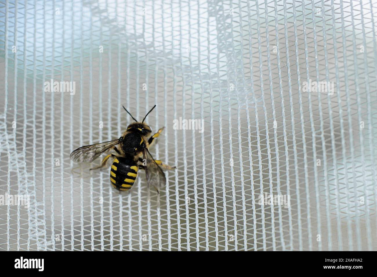 High resolution image of a bee at rest on a mesh surface, perfect for ...
