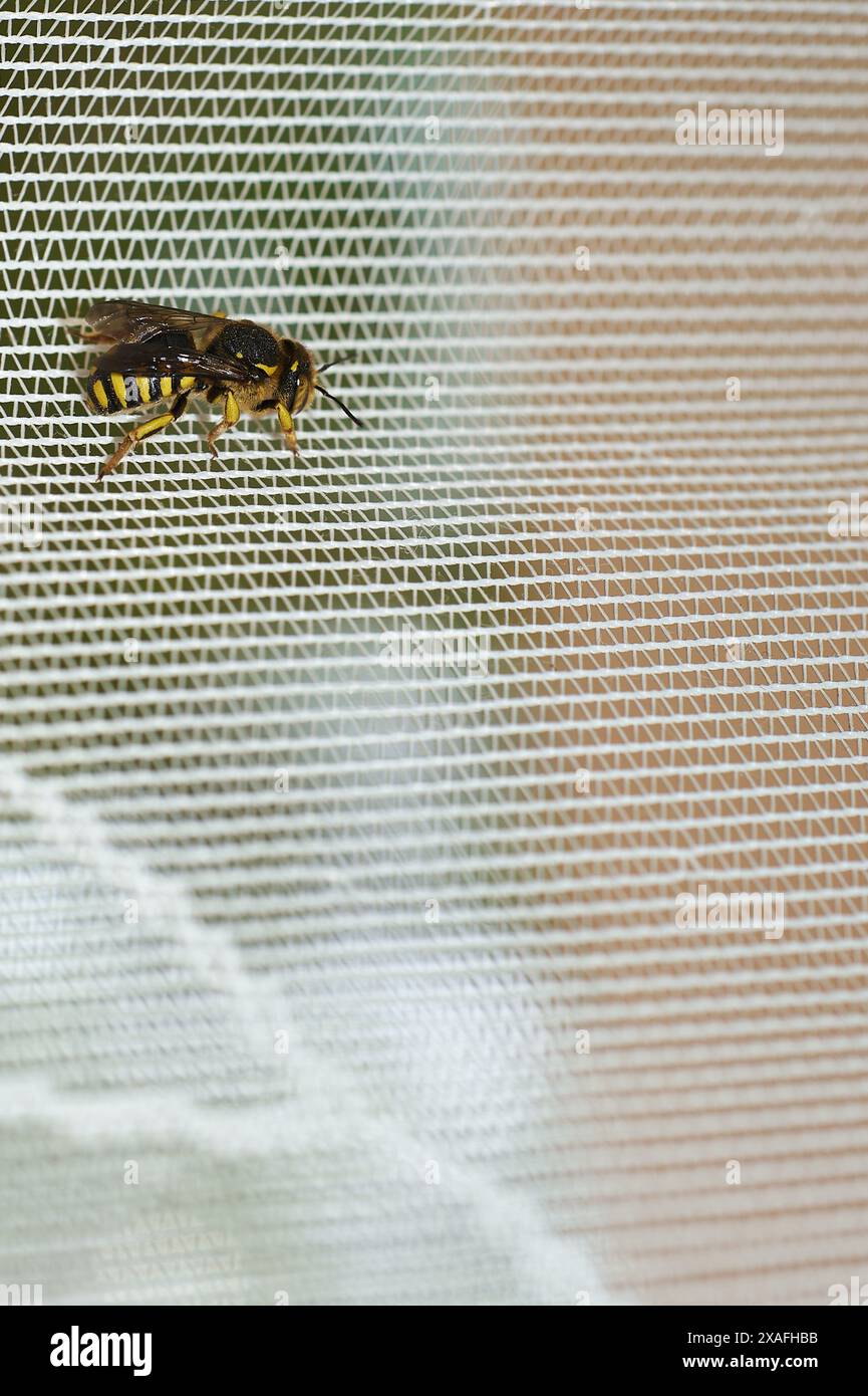 Image of a bee at rest on a mesh surface, capturing the interaction ...