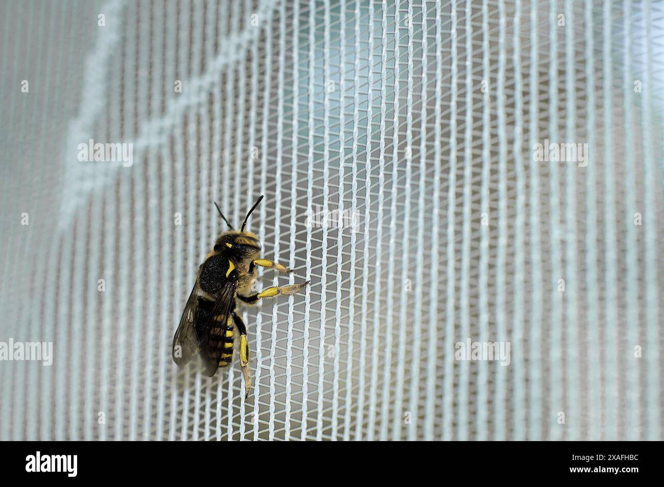 Photograph of a bee resting on a mesh surface, showing an interesting ...