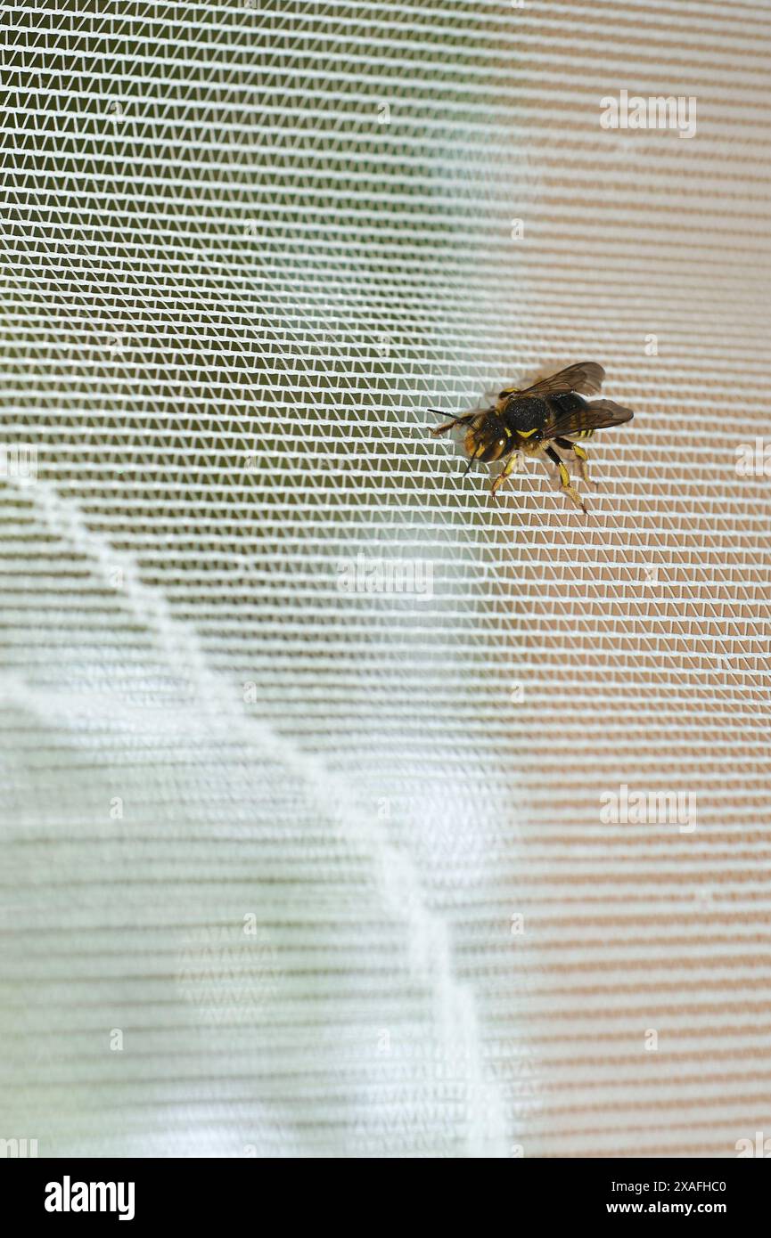 Detailed photograph of a bee at rest on a mesh surface, highlighting ...