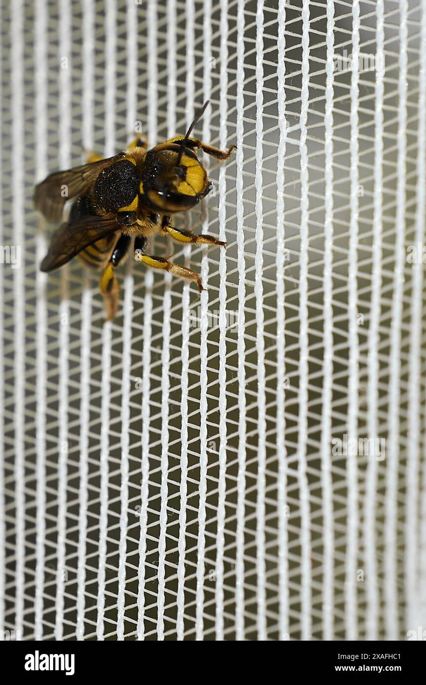 Photograph of a bee resting on a mesh surface, showing an interesting ...