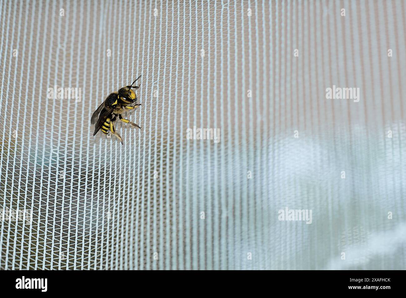 Photograph of a bee resting on a mesh surface, showing an interesting ...