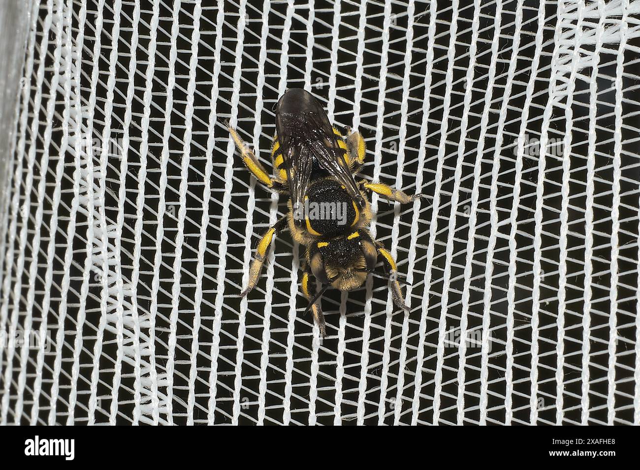 Exceptional capture that shows the interaction between a pollinating ...