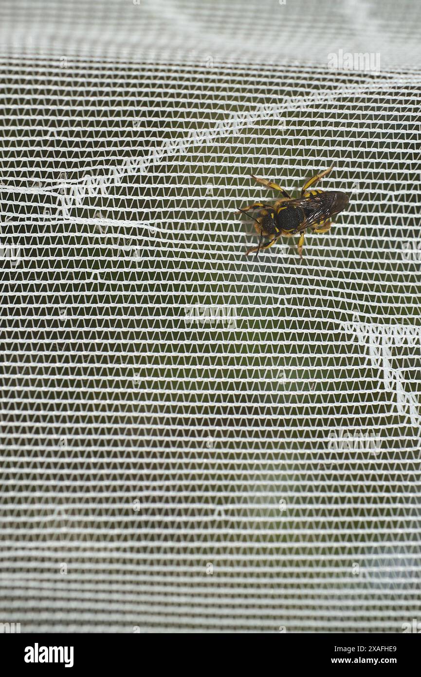 The beauty of the insect world revealed in this close-up shot of a bee ...