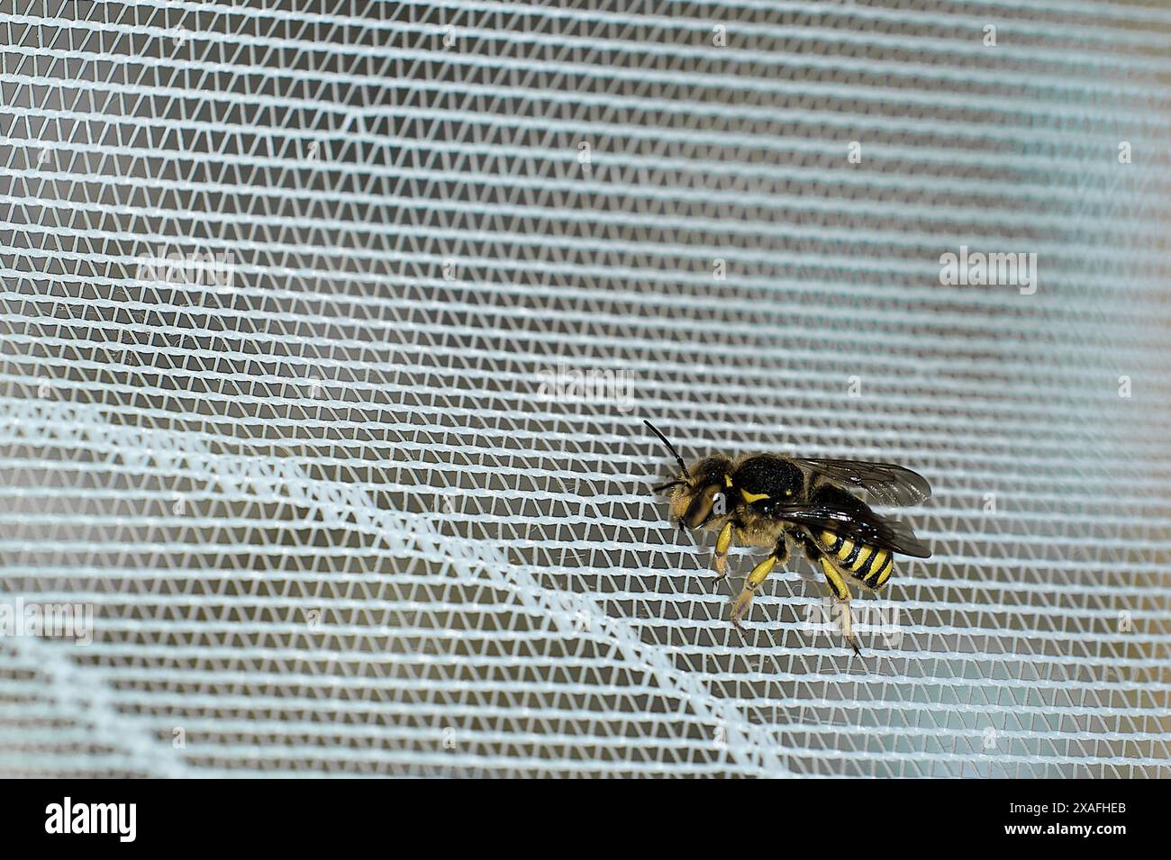 Detailed image of a bee at rest on a white mesh surface, highlighting ...