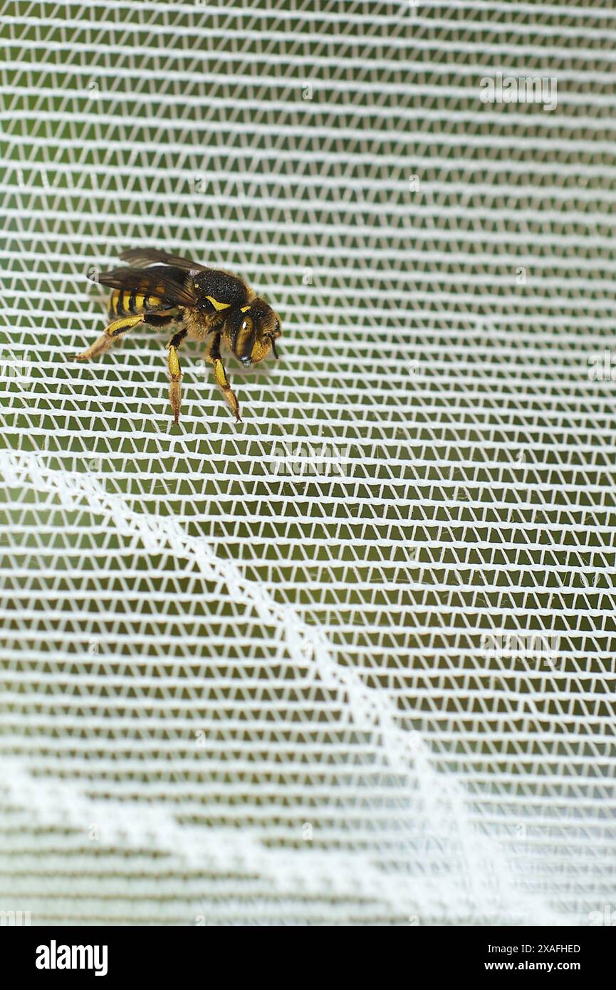 A close-up look at the life of a bee, captured in detail while resting ...