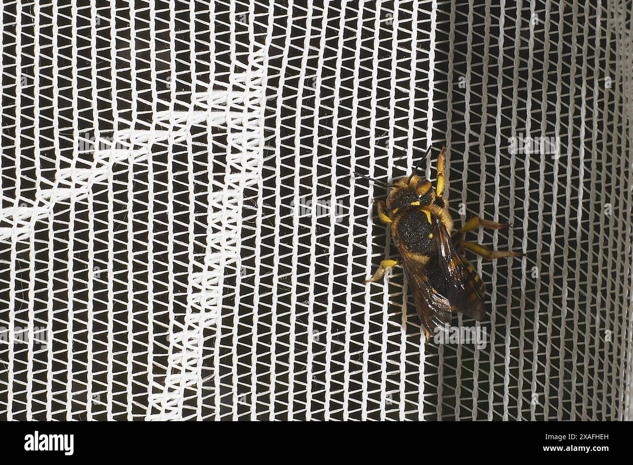 Discover the microscopic detail of a bee's fur and wings as it perches ...
