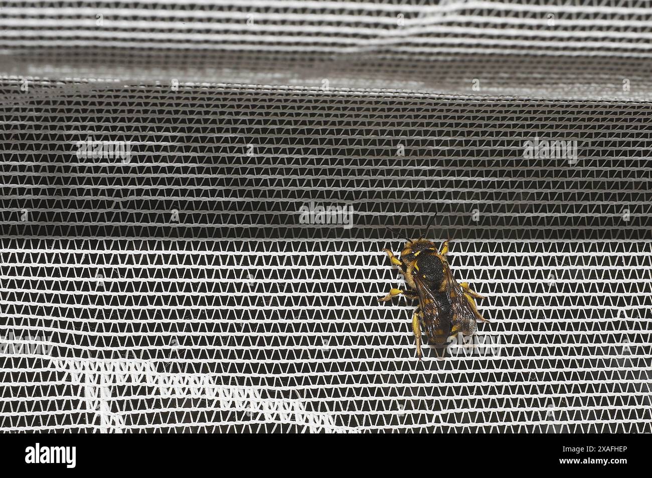 This High Resolution Image Shows A Bee At Rest On A Mesh Surface