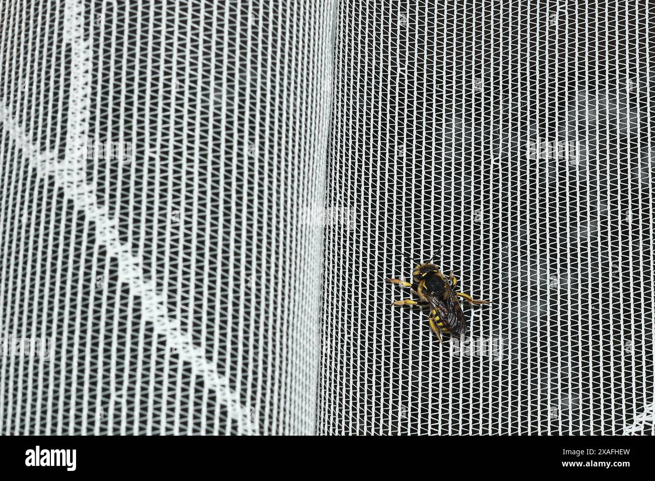 See nature in its purest form with this image of a bee, captured in ...