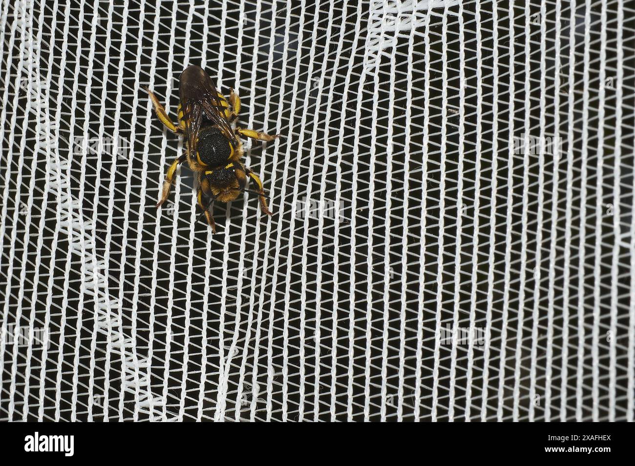 Explore the complexity of the animal kingdom with this sharp, detailed ...