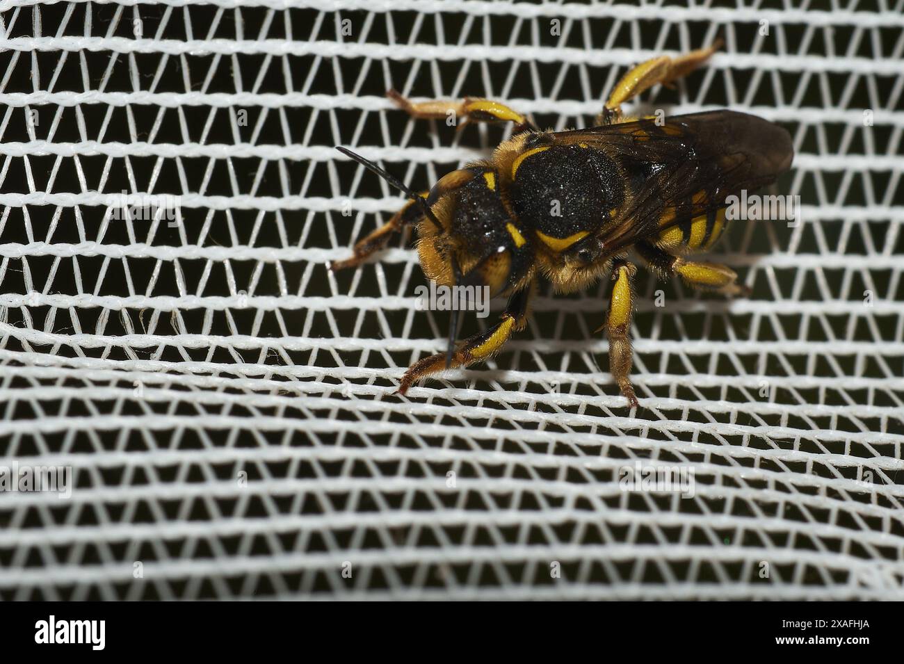 Macro image of a bee with vivid details perched on a white mesh ...
