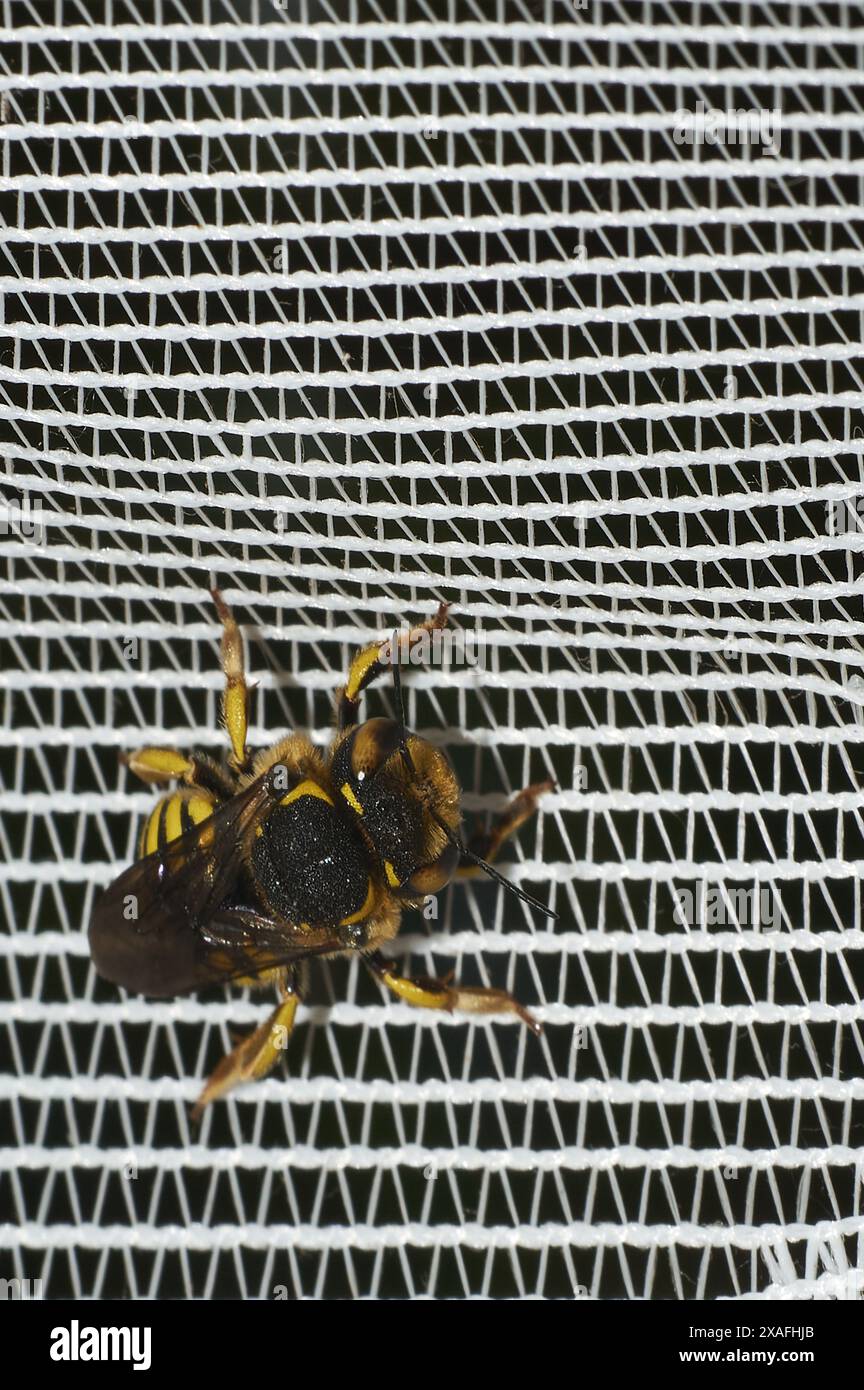 Detailed photography that captures the unique texture of a bee ...