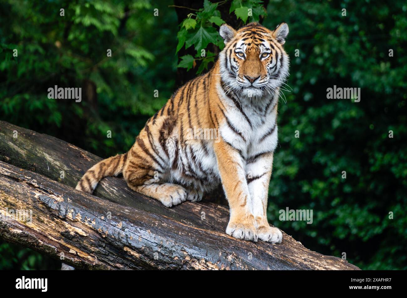 The Siberian tiger,Panthera tigris altaica is the biggest cat in the ...
