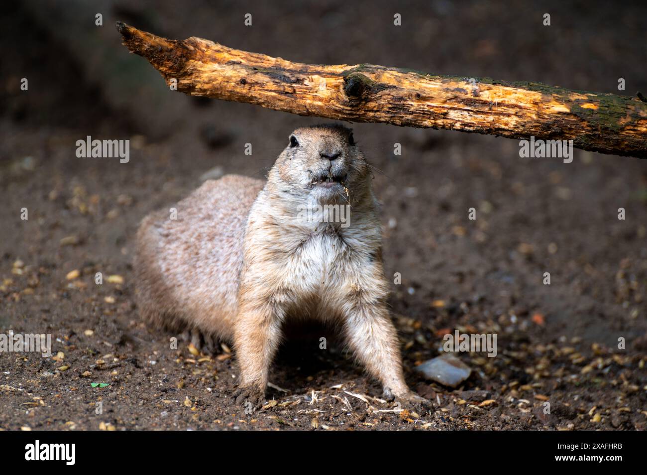 Black-tailed prairie dog looks excited Stock Photo - Alamy