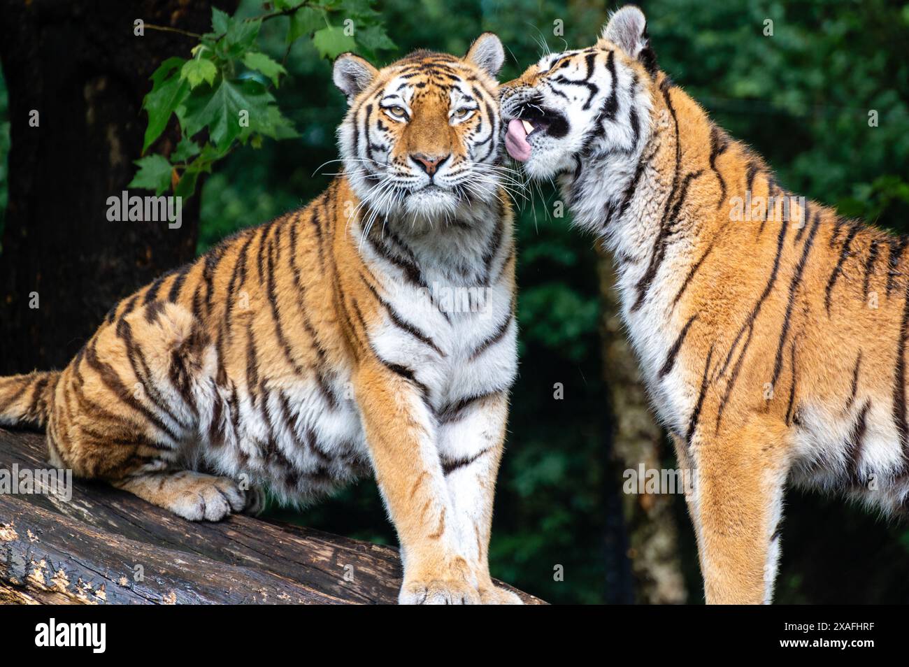 Pair of Siberian Tigers in Harmony Stock Photo - Alamy