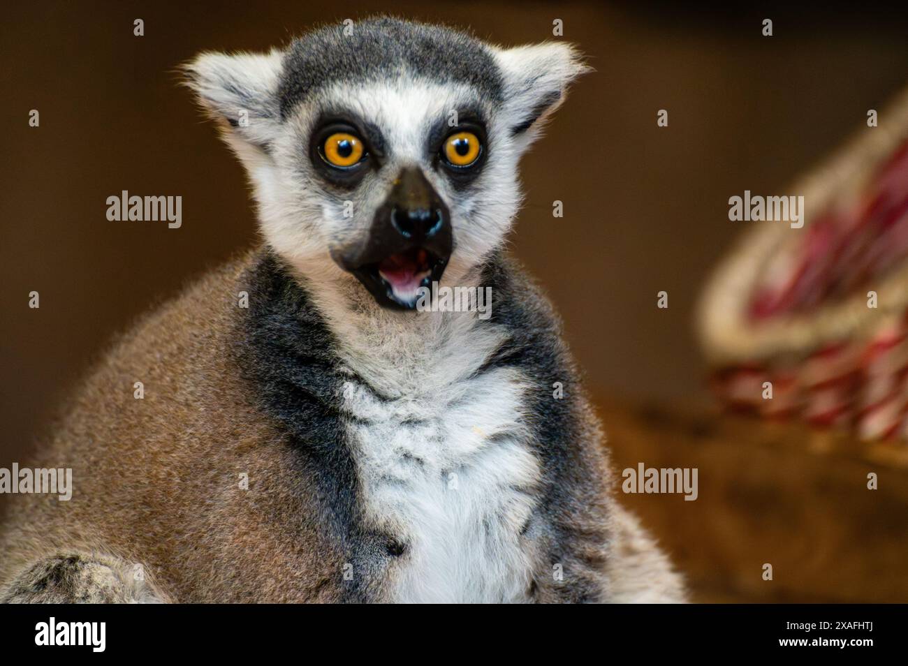 Portrait funny surprised monkey hi-res stock photography and images - Alamy