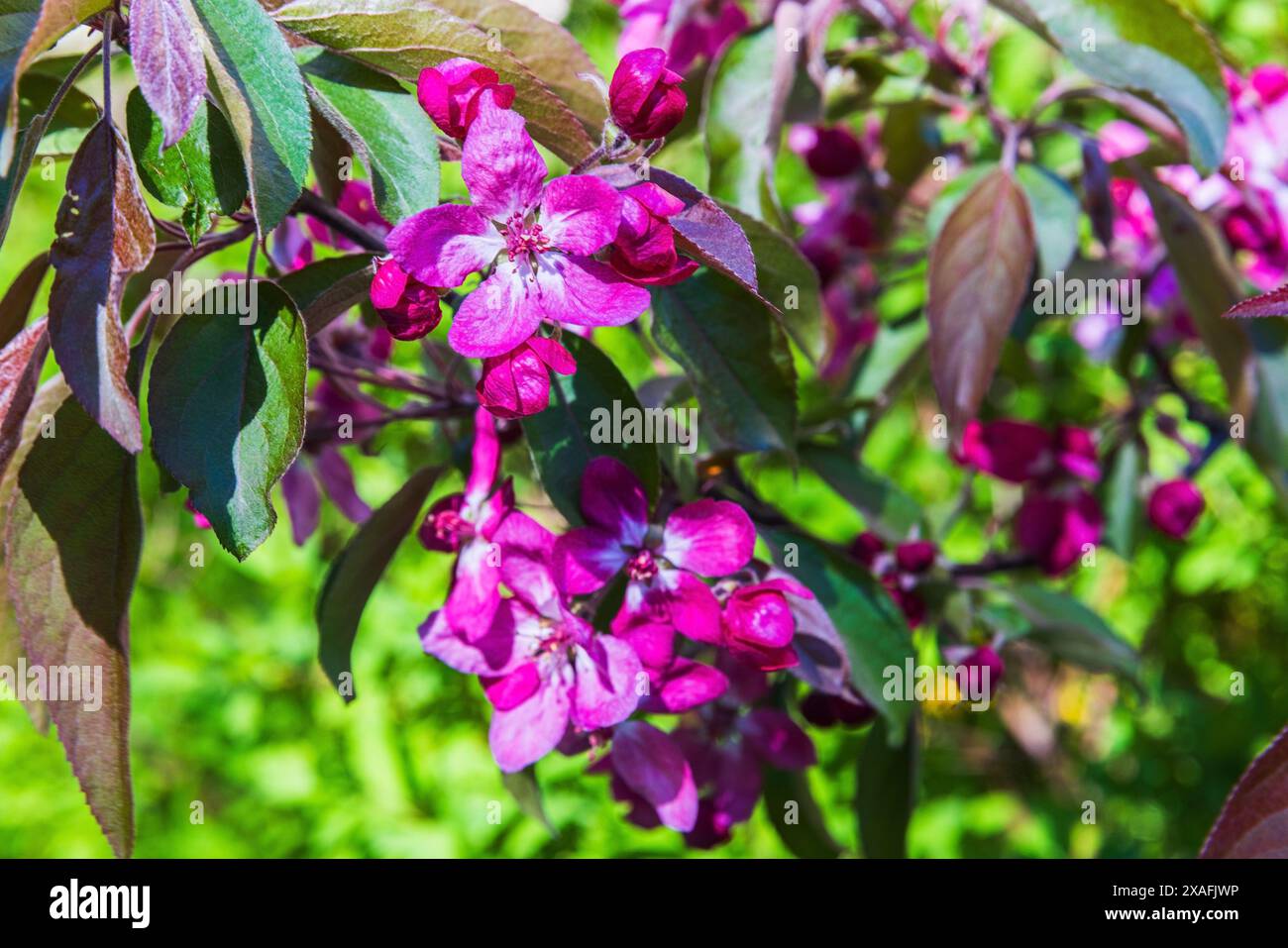 Decorative apple tree in bloom. Malus hupehensismalus branch with ...