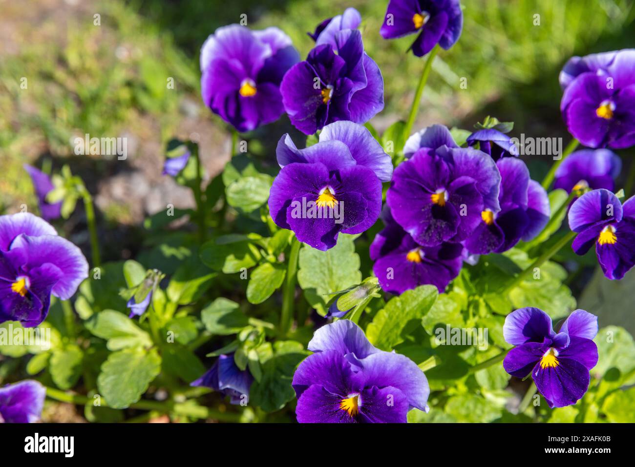 Purple viola tricolor hi-res stock photography and images - Alamy