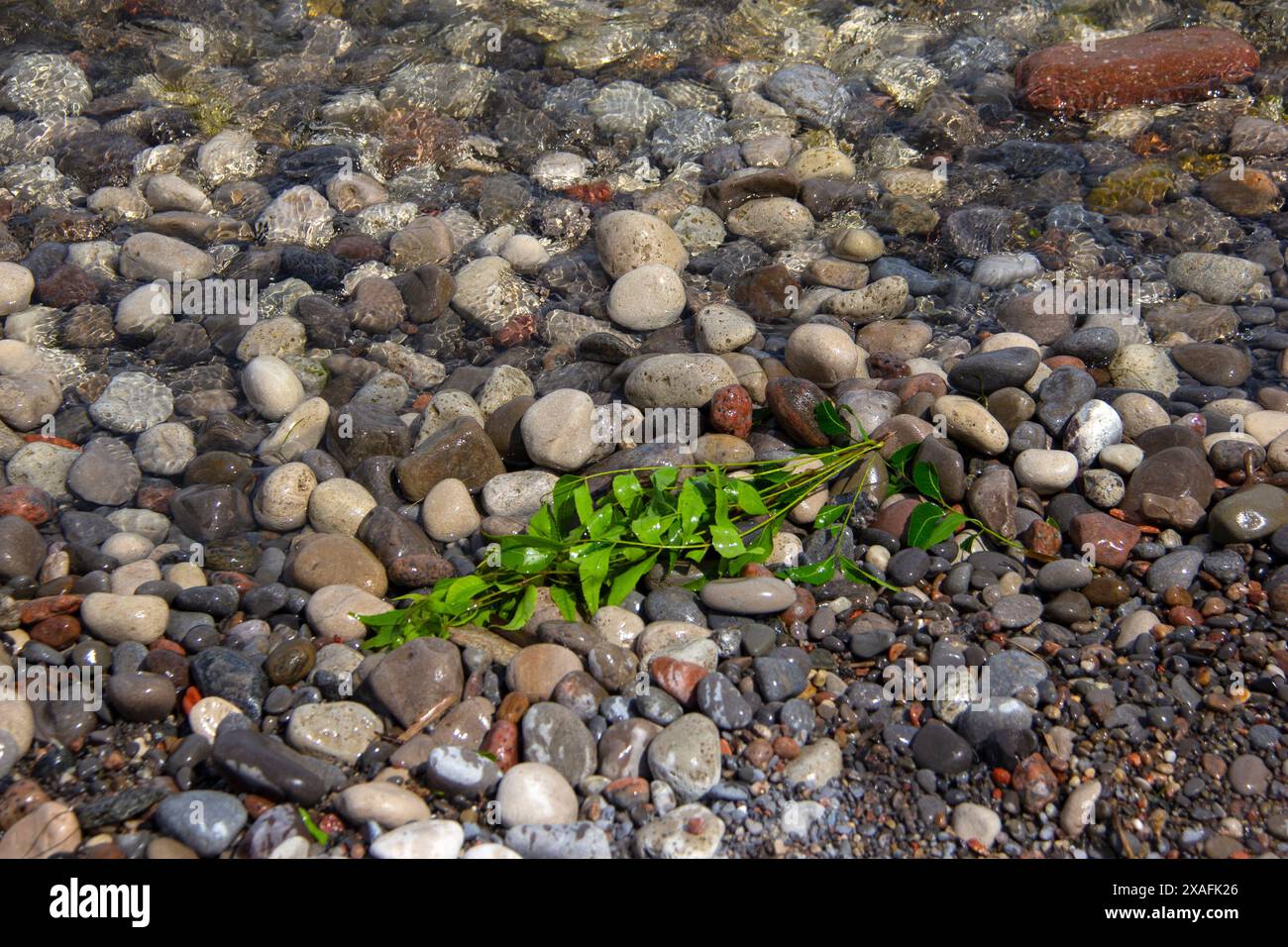Weeds on stones at a beach Stock Photo - Alamy