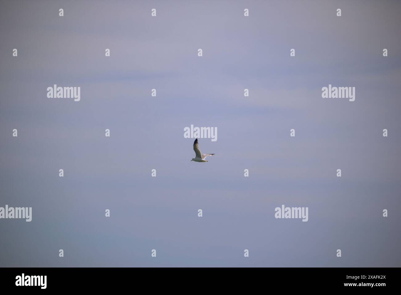 Lone seagull flying in a blue sky Stock Photo - Alamy