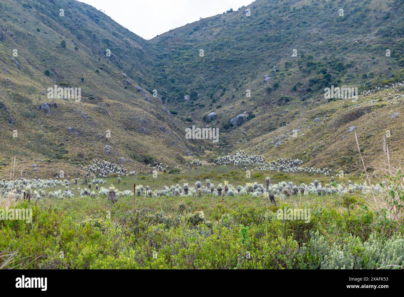 landscape of a plain in a Colombian moor with several frailejones and ...