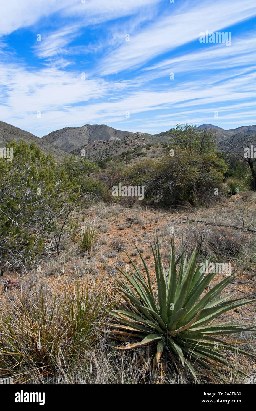 Succulent desert spoon on hillside among junipers in Apache Pass of ...
