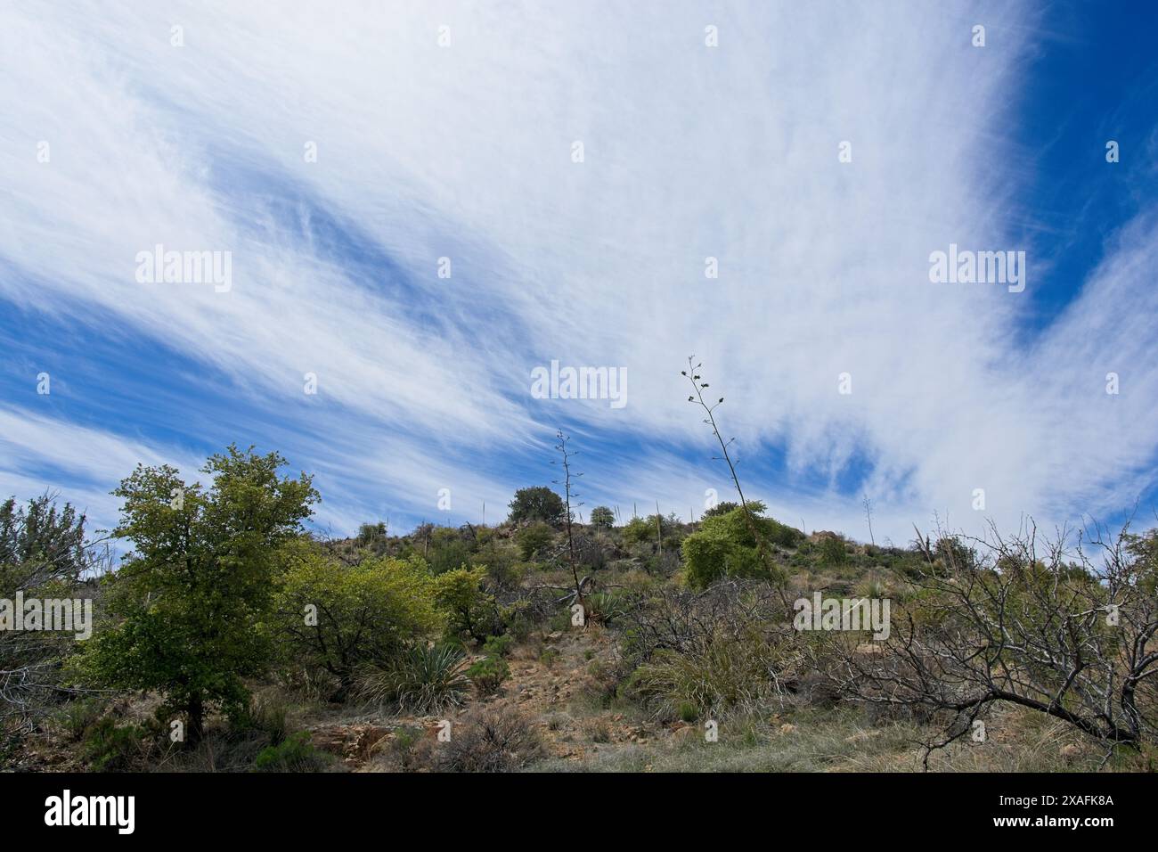 Stalks of agave reach upwards towards dramatic clouds over ridge line ...