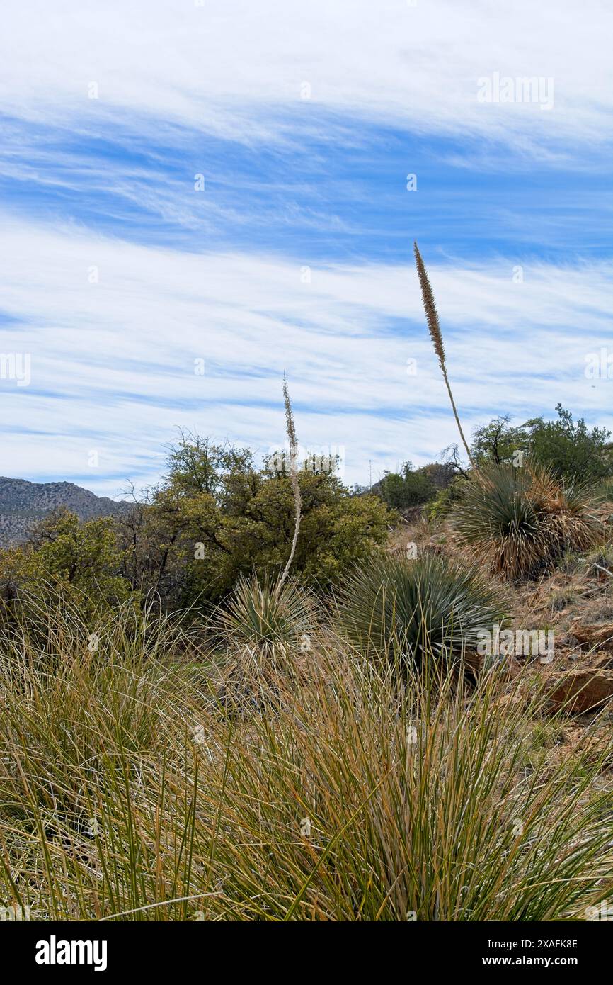 Stalks of desert spoon reach upwards towards dramatic clouds over ...