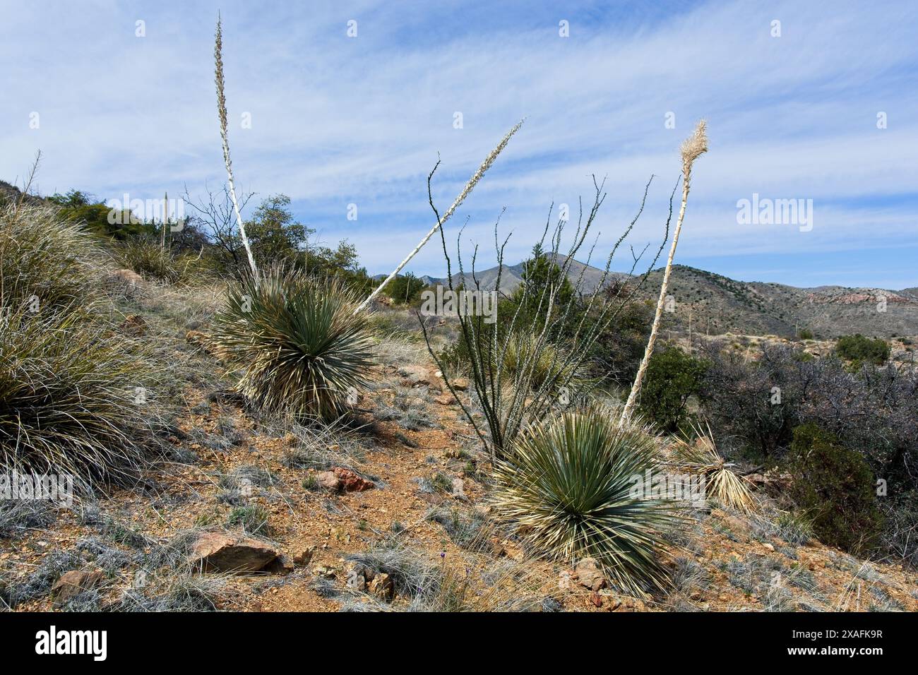 Ocotillo, desert spoon on hillside of Apache Pass in Chihuahuan desert ...