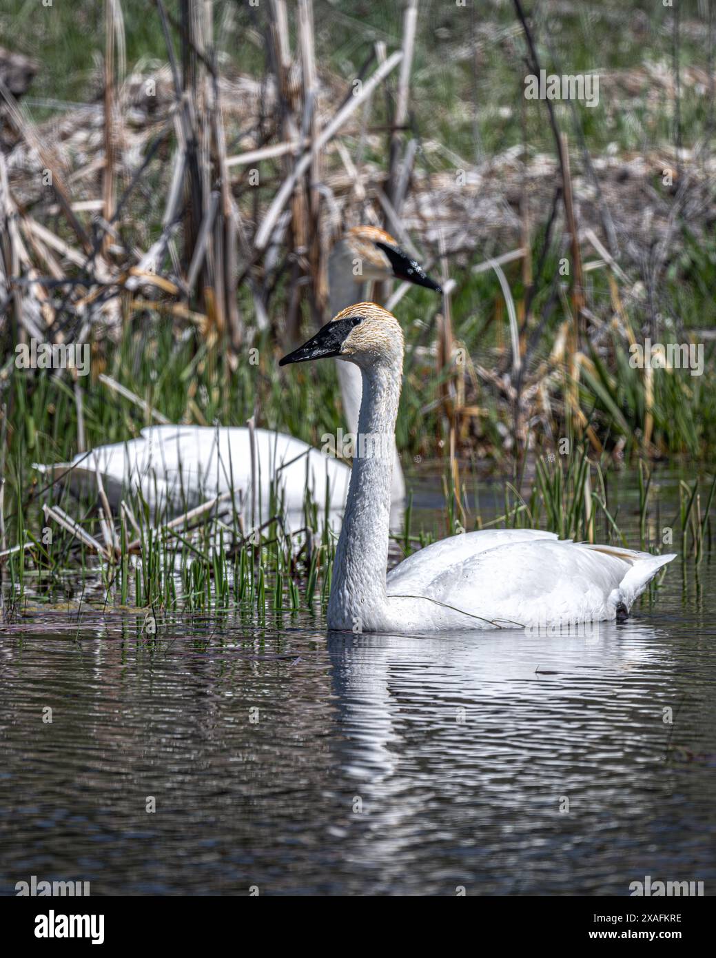 Trumpeter Swans (Cygnus buccinator) in Turnbull National Wildlife ...