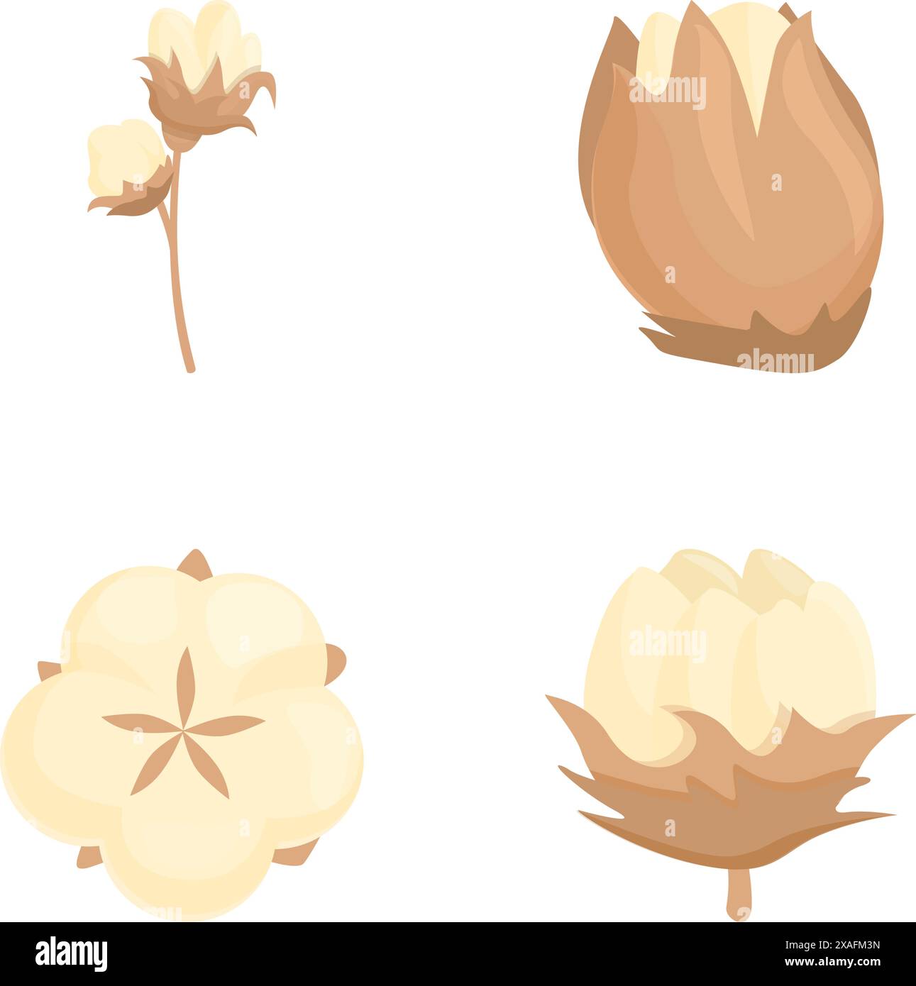 Vector images depicting different stages of a cotton plant, suitable ...
