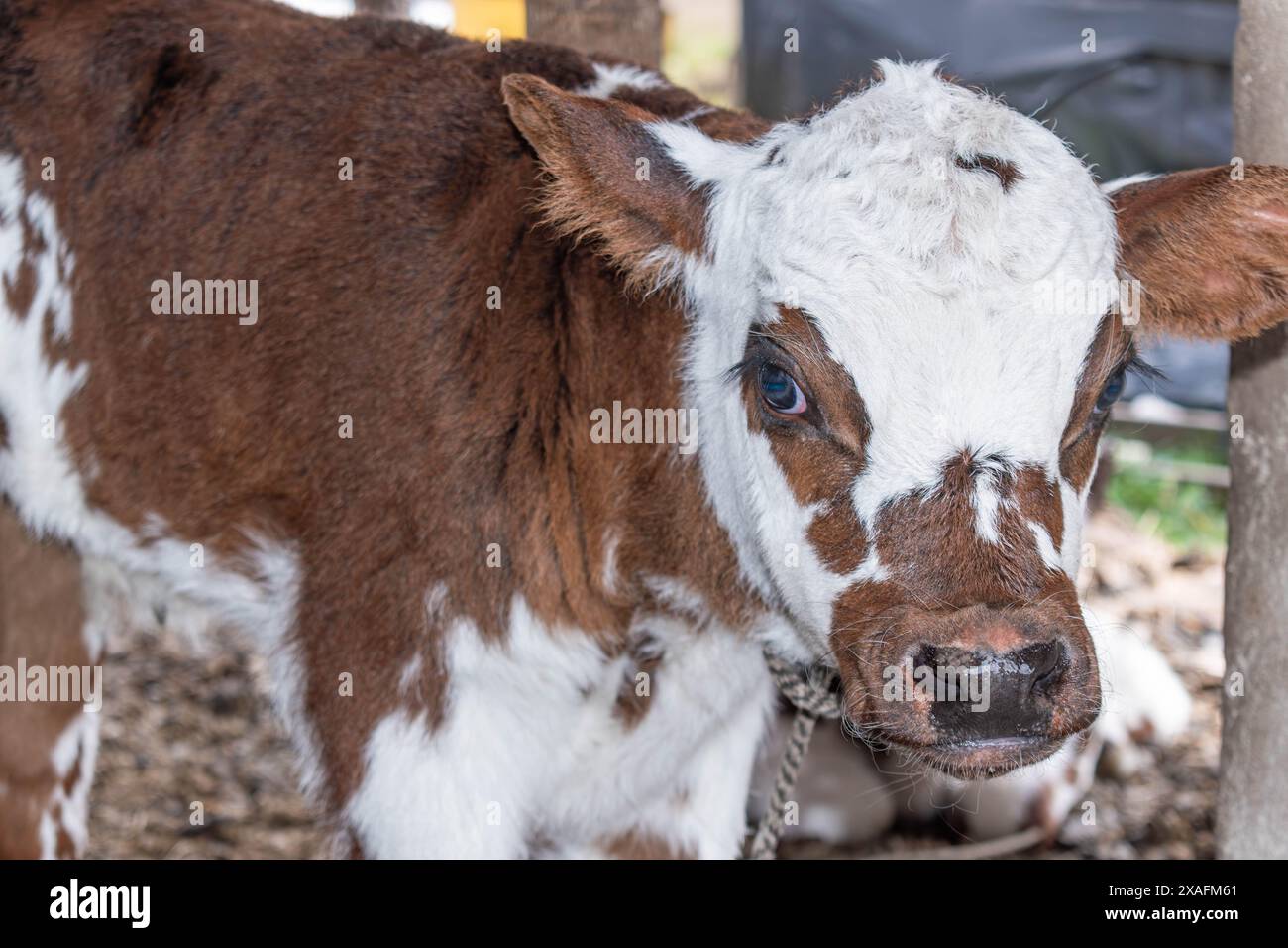 Half-length side portrait of a Norman breed calf looking at camera, Bos ...