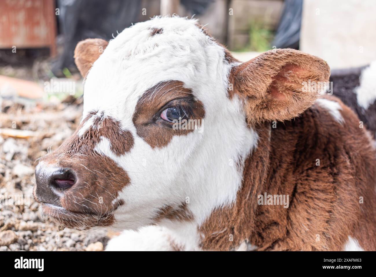 side portrait of head of Norman breed calf looking at camera, Bos ...